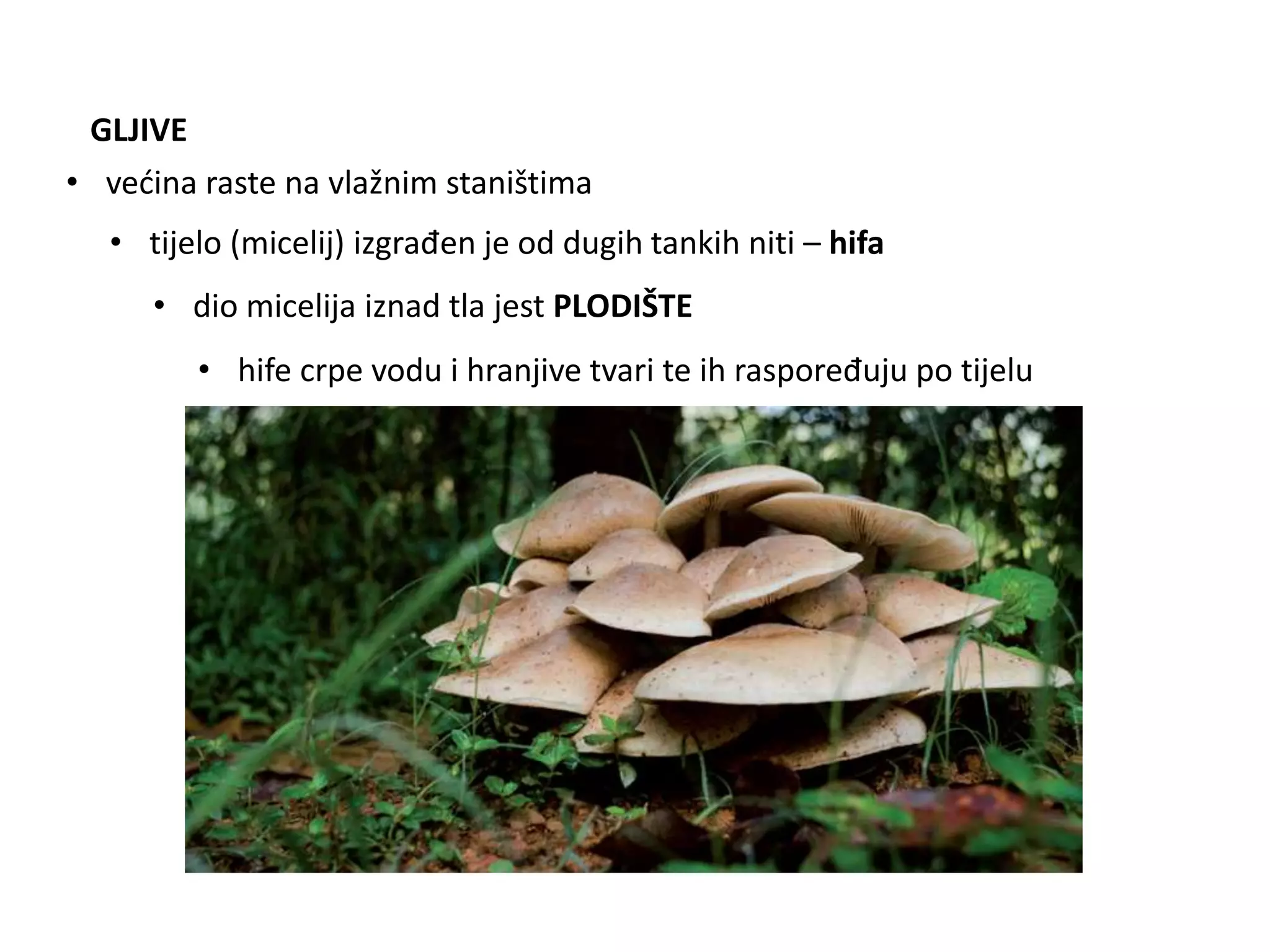 4.3._prijenos_tvari_kroz_tijelo_biljaka_i_ostalih_skupina_organizama.pptx