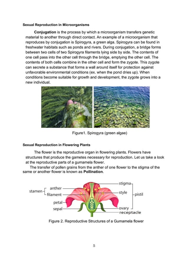4. Grade-7-Q2-Module-4-Sexual-Reproduction-2nd-Ed.pdf