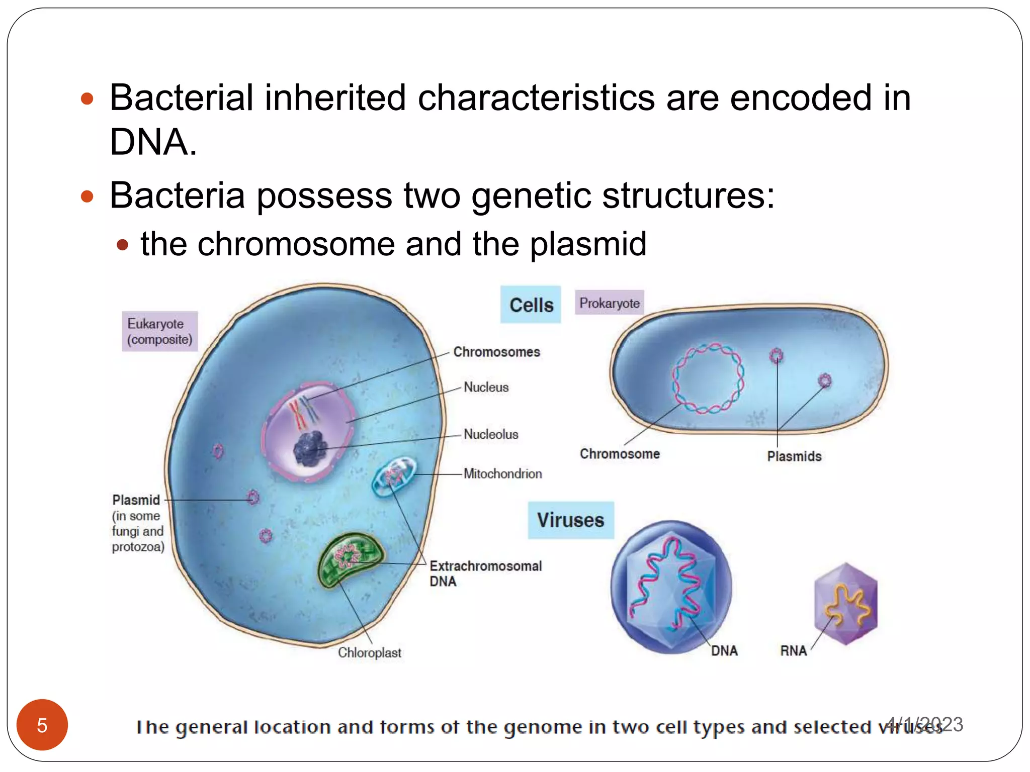 4.Bacterial Genetics.pptx | Chemistry | Science