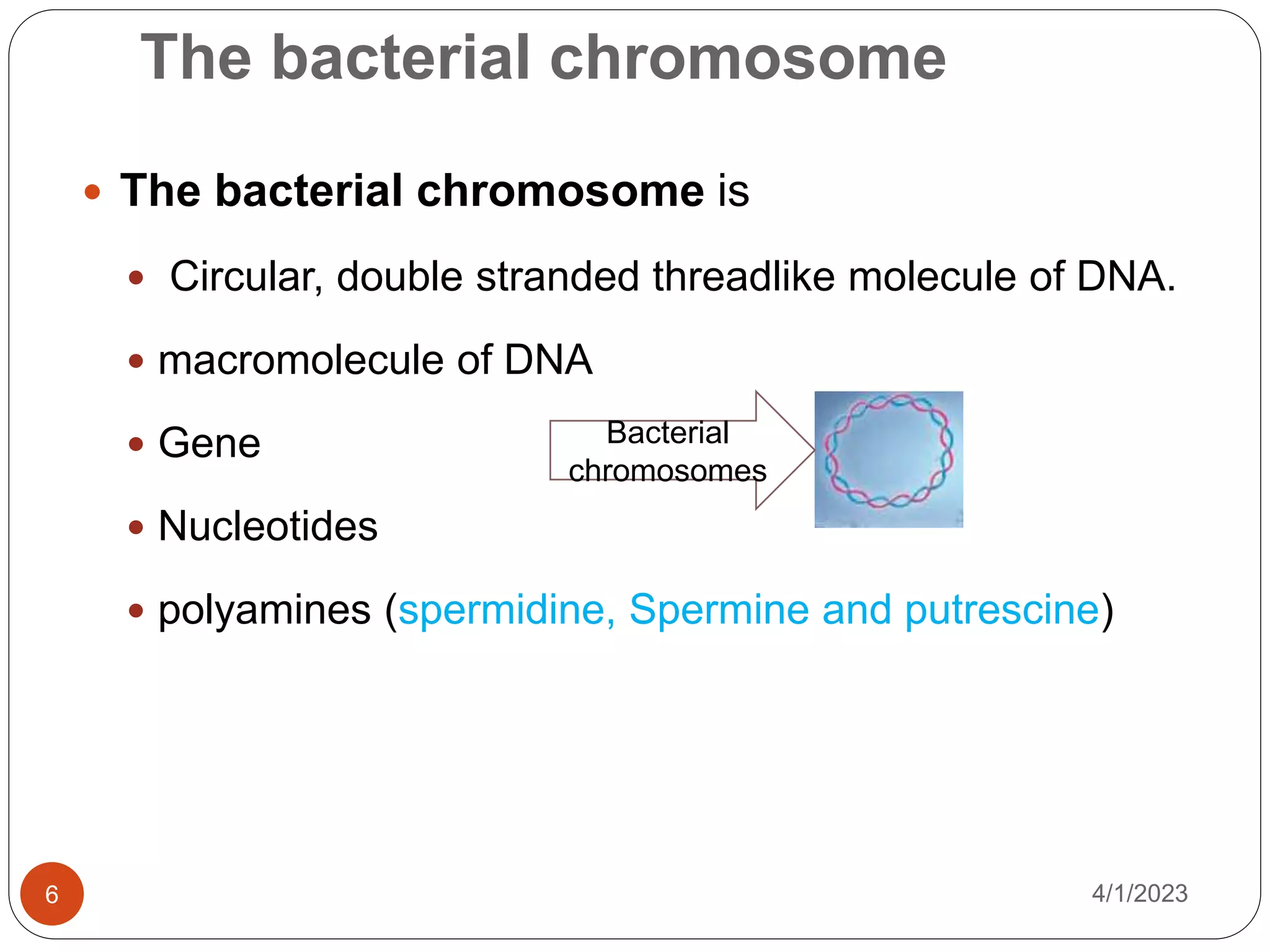 4.Bacterial Genetics.pptx