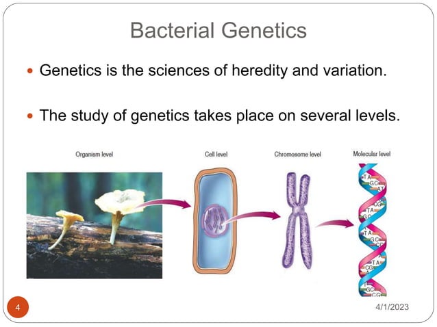 4.Bacterial Genetics.pptx | Chemistry | Science