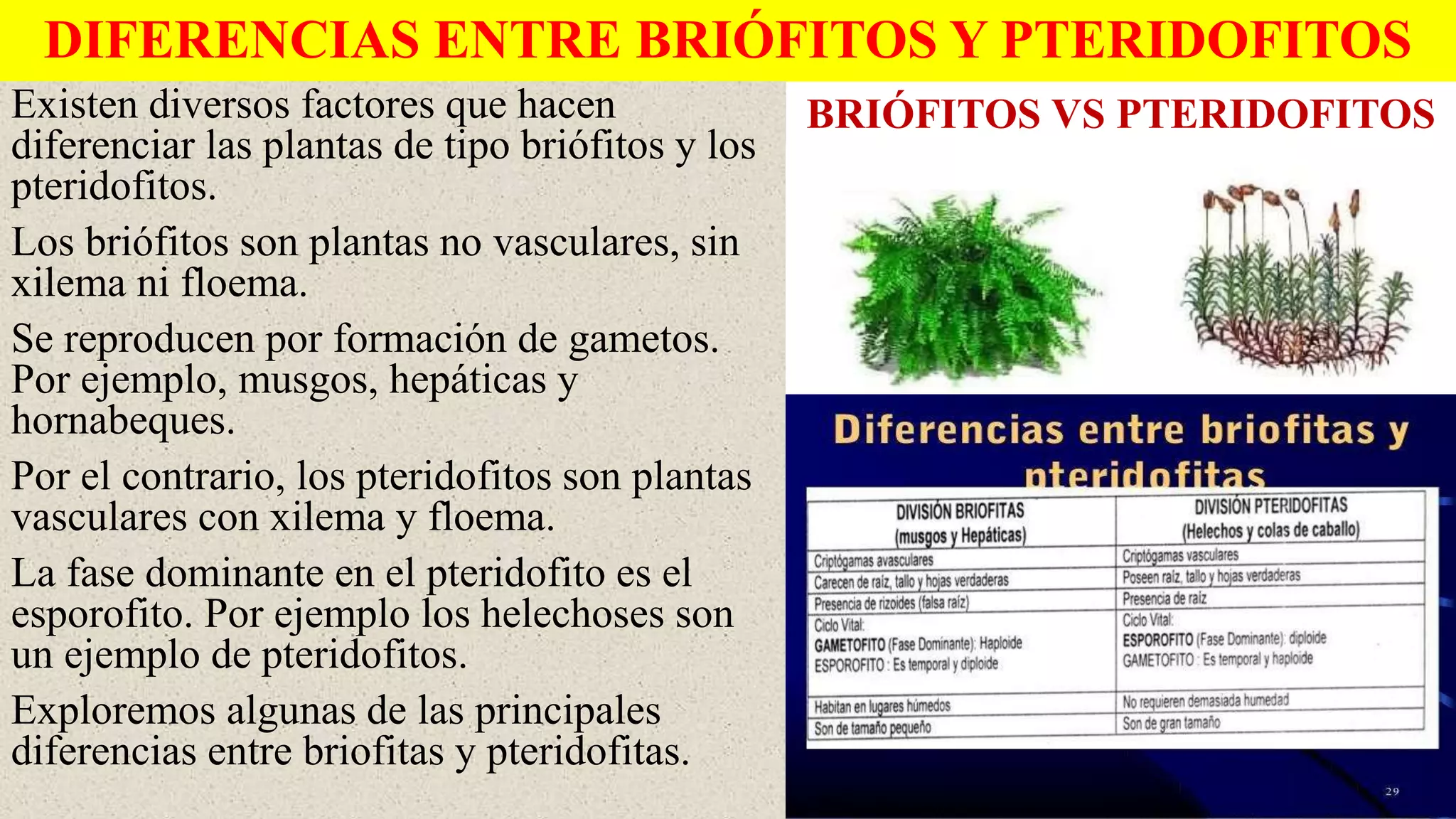 4.- Plantas briofitas y pteridofitas, gimnospermas y angiosperma y ...