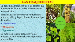 4.- Plantas briofitas y pteridofitas, gimnospermas y angiosperma y ...