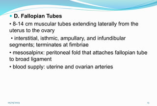 4.Female Reproductive anatomy.pptx