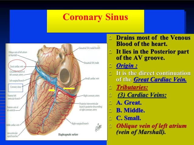 4. BLOOD SUPPLY OF HEART 1.pdf | Heart and Cardiovascular Diseases ...