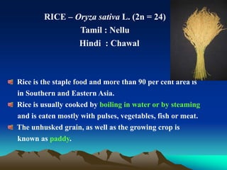 4.1.Rice.ppt