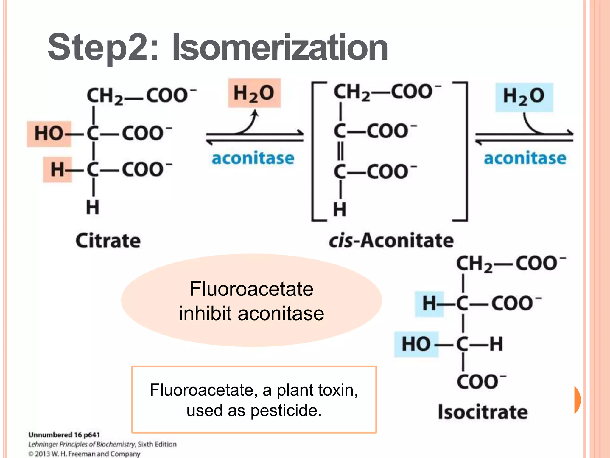 4.2 glycolysis & TCA cycle.ppt