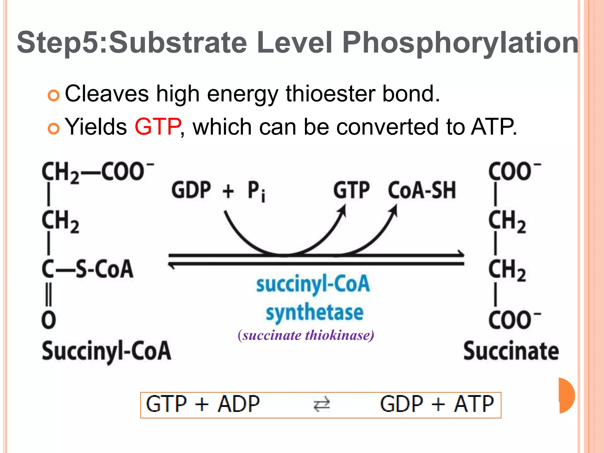 4.2 glycolysis & TCA cycle.ppt