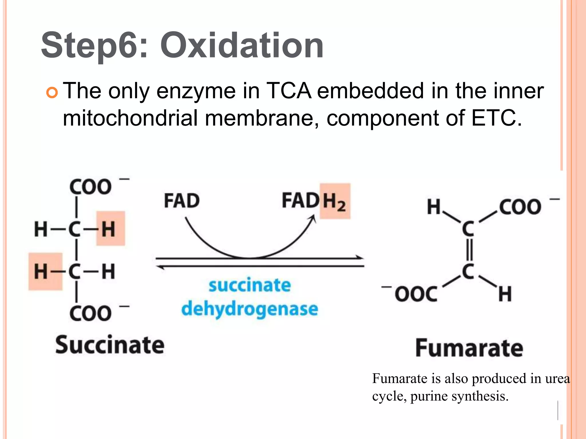 4.2 glycolysis & TCA cycle.ppt
