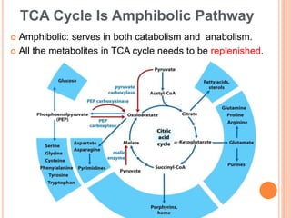 4.2 glycolysis & TCA cycle.ppt