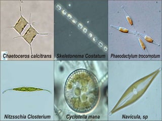 4. Plankton Laut.pptx