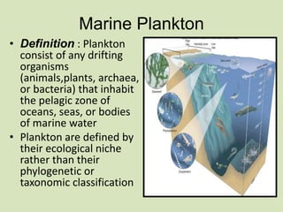 4. Plankton Laut.pptx