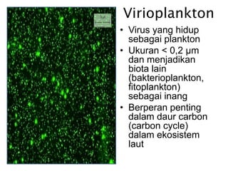 4. Plankton Laut.pptx