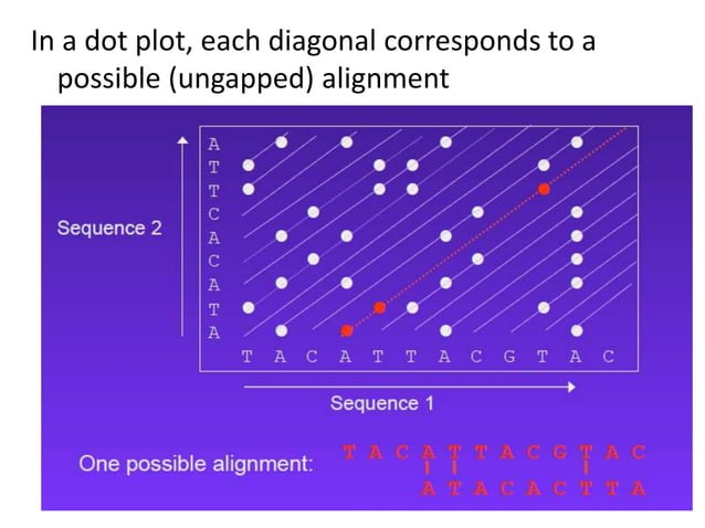 4. sequence alignment.pptx | Genetics | Science