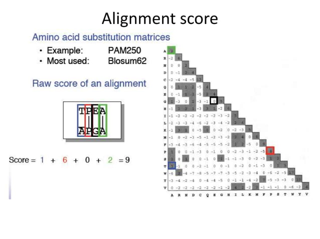 4. sequence alignment.pptx | Genetics | Science