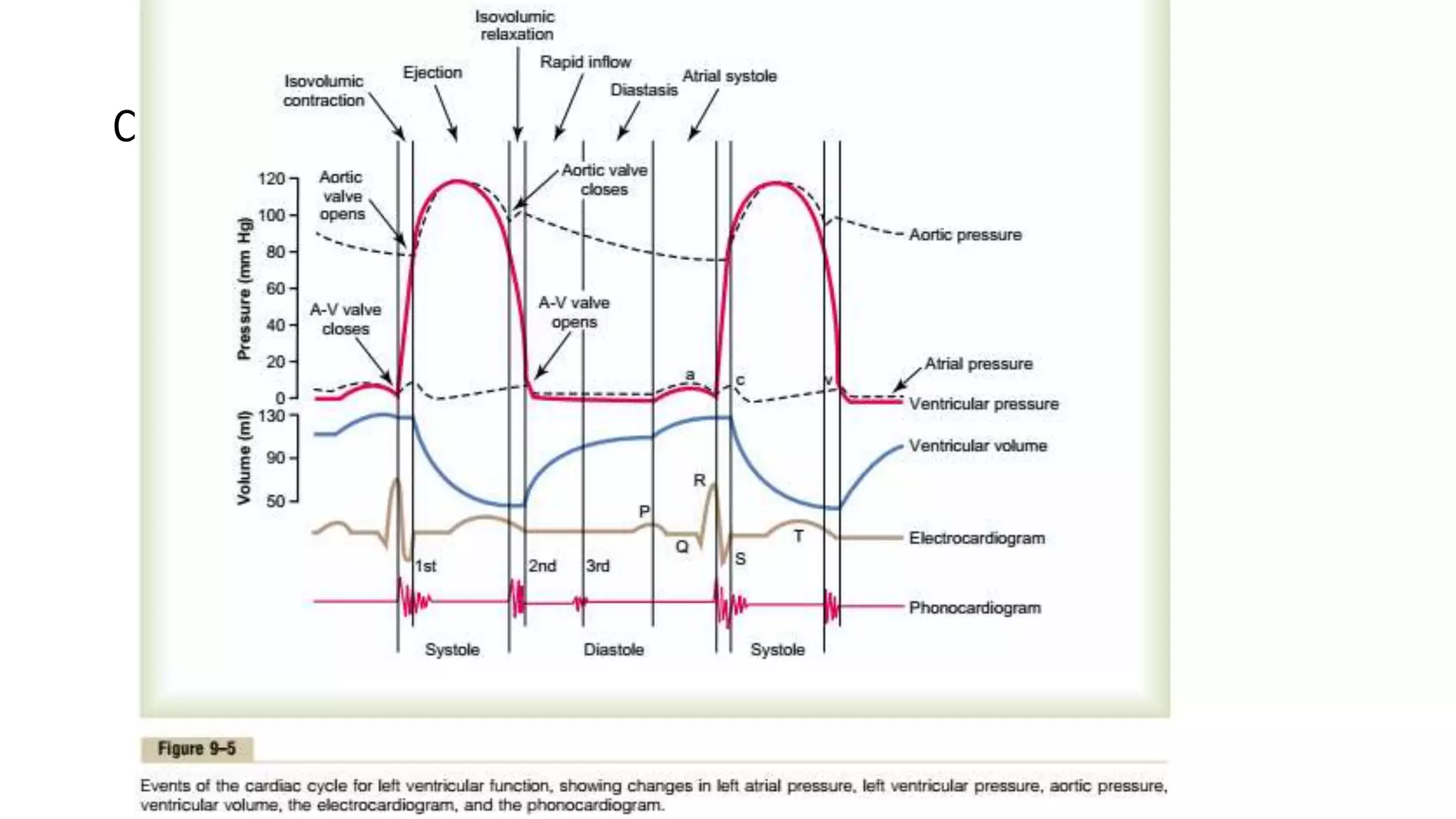 4. The cardiac cycle.pptx