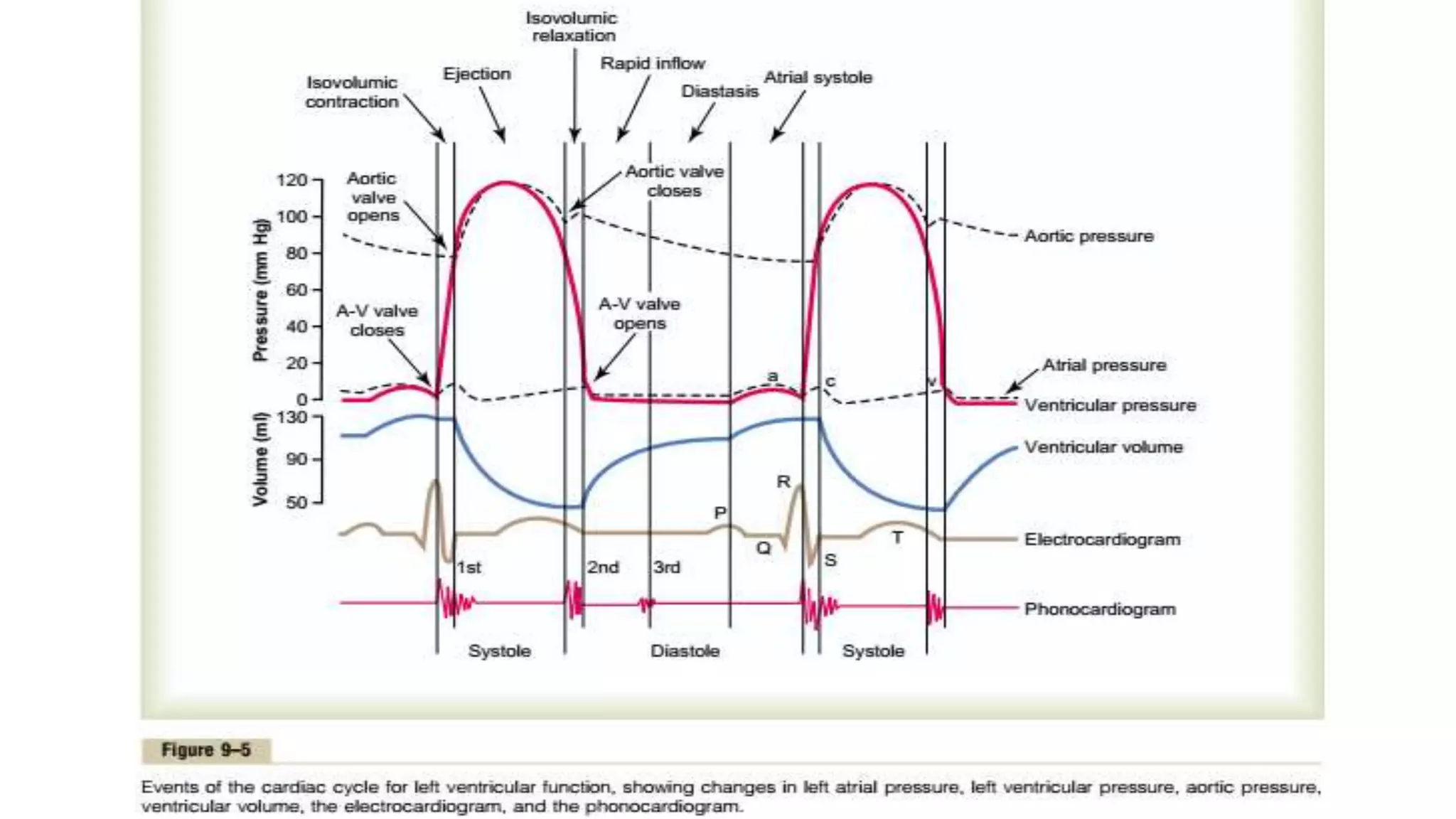4. The cardiac cycle.pptx