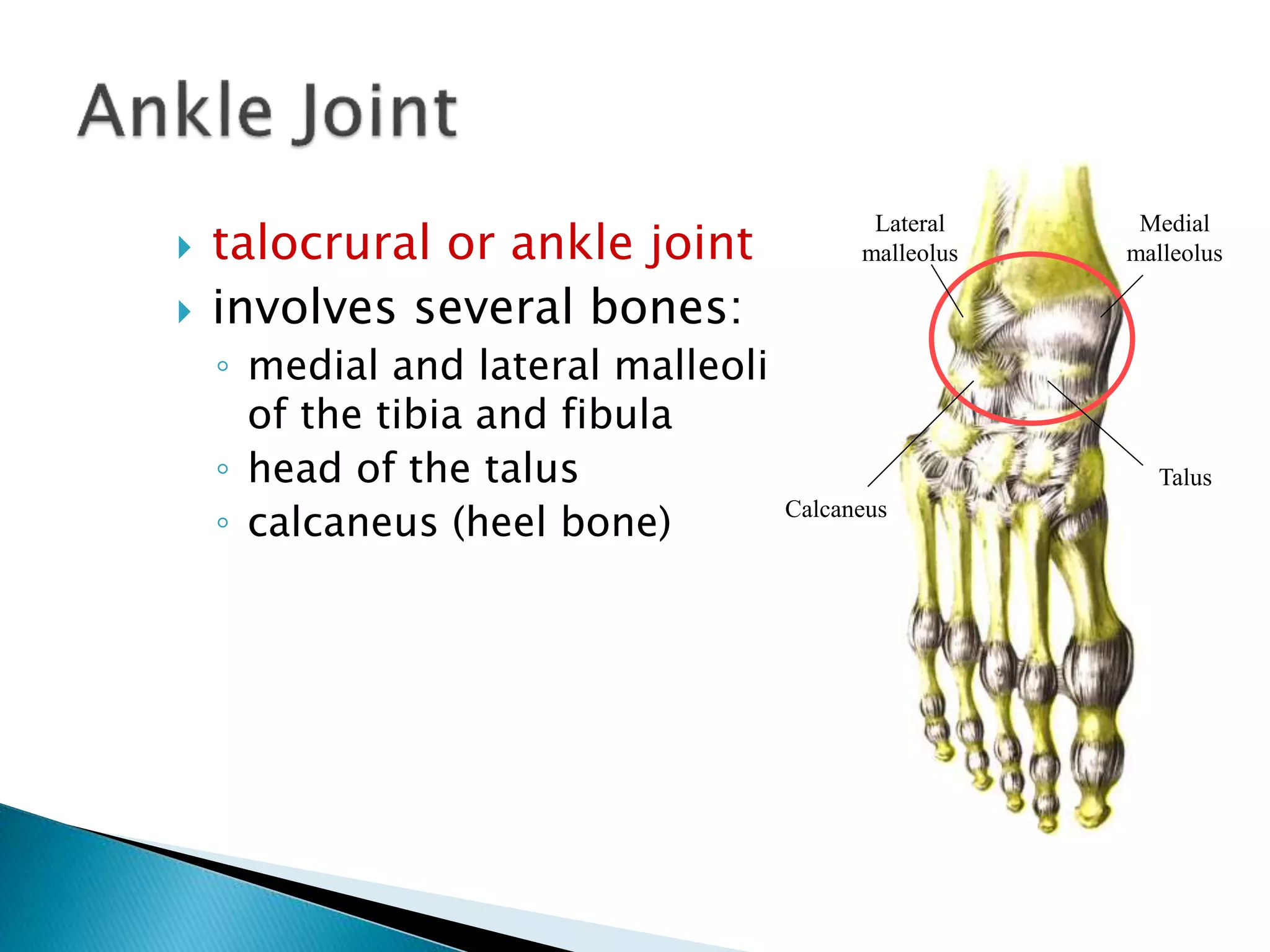 4. Joints,,Articulations.pptx