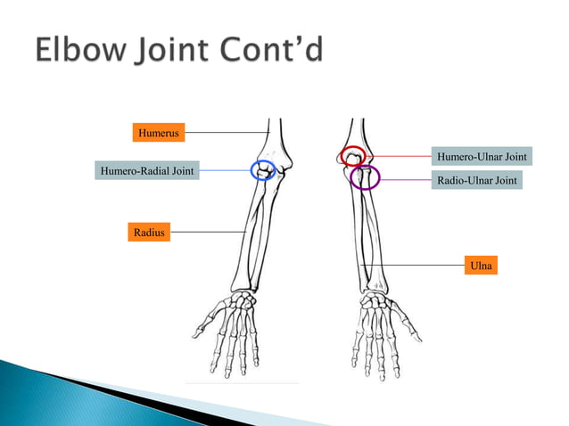 4. Joints,,Articulations.pptx