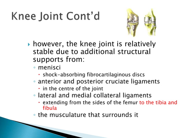 4. Joints,,Articulations.pptx