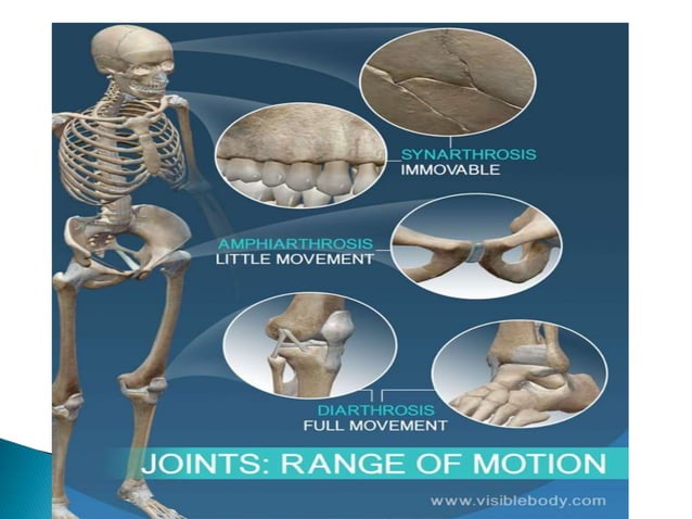 4. Joints,,Articulations.pptx