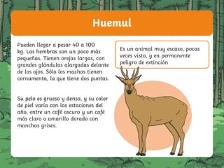 4. Clase miércoles 14 de junio - Animales chilenos.pptx