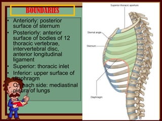 4.Mediastinum.pdf