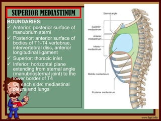 4.Mediastinum.pdf