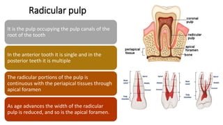 4.pulp.pptx