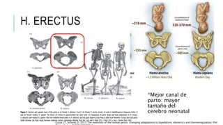 4.PELVIMETRIA (1).pptx