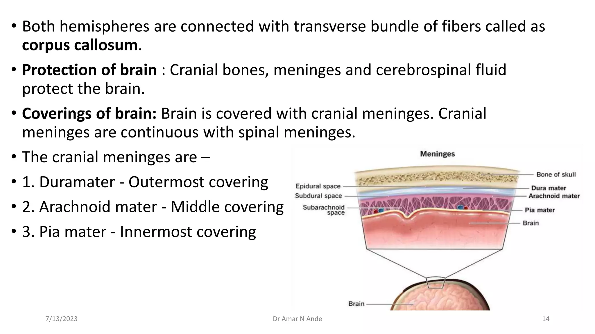 Physiology of Nervous System.pptx