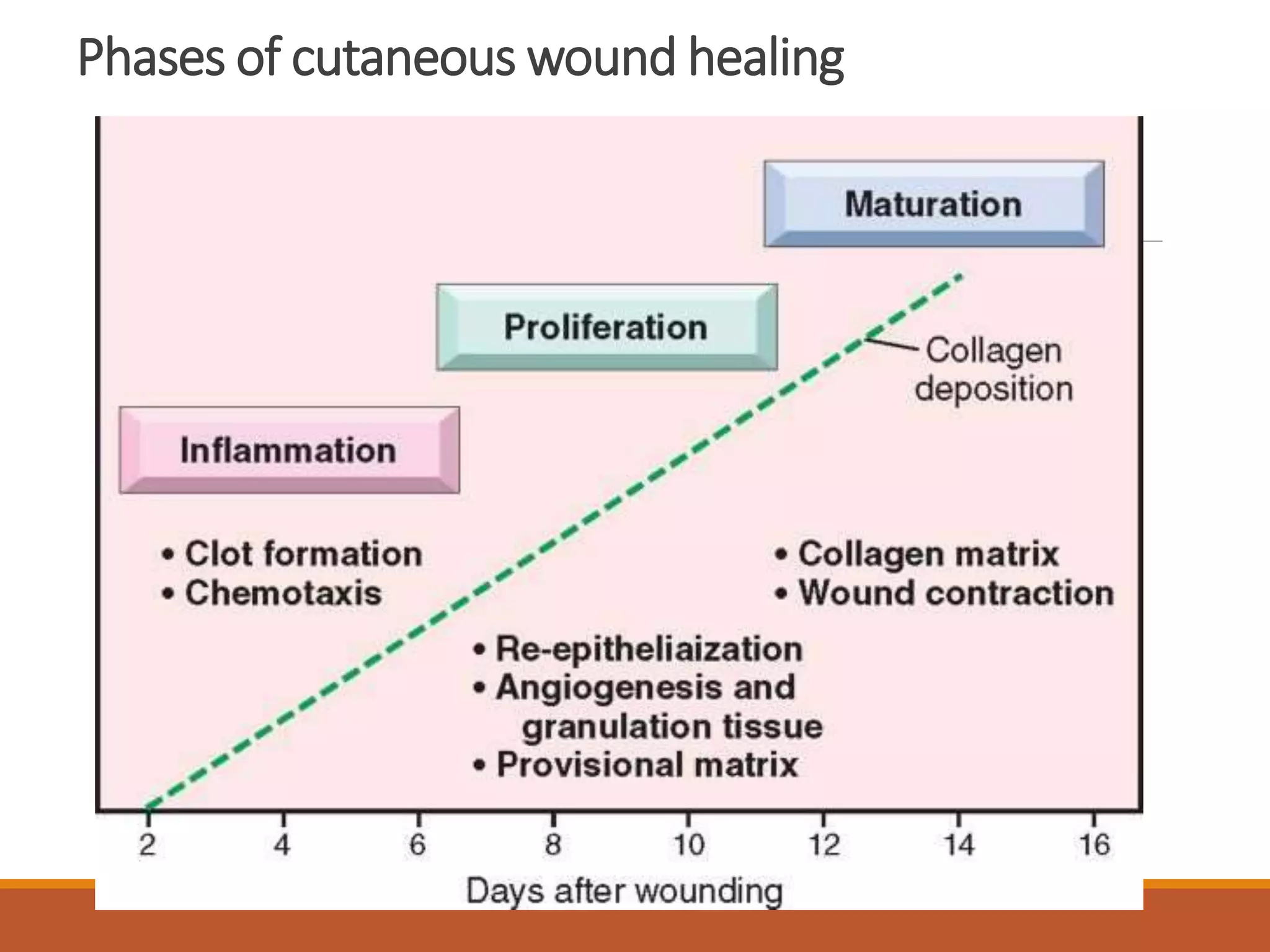 4.Wound Healing.pptx