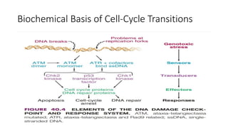 4. Cell cycle.pptx