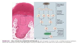 4. Cell cycle.pptx