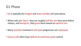 4. Cell cycle.pptx