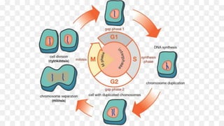 4. Cell cycle.pptx