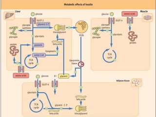 4.4 regulation of blood glucose.ppt
