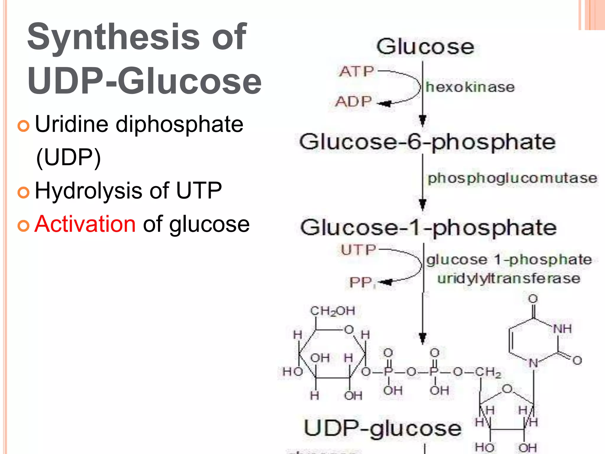 4.3 gluconeogenesis&glycogen&ppp.ppt