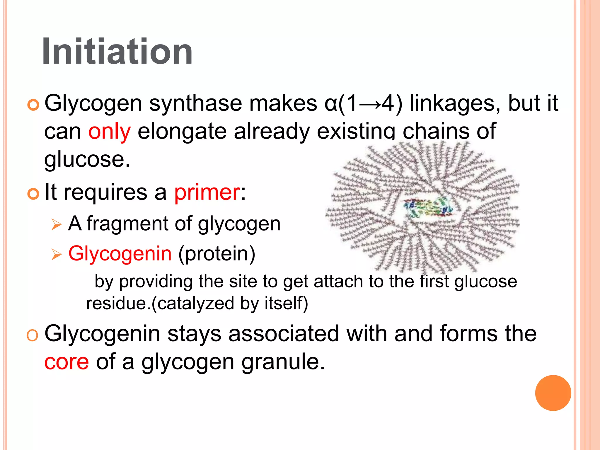 4.3 gluconeogenesis&glycogen&ppp.ppt