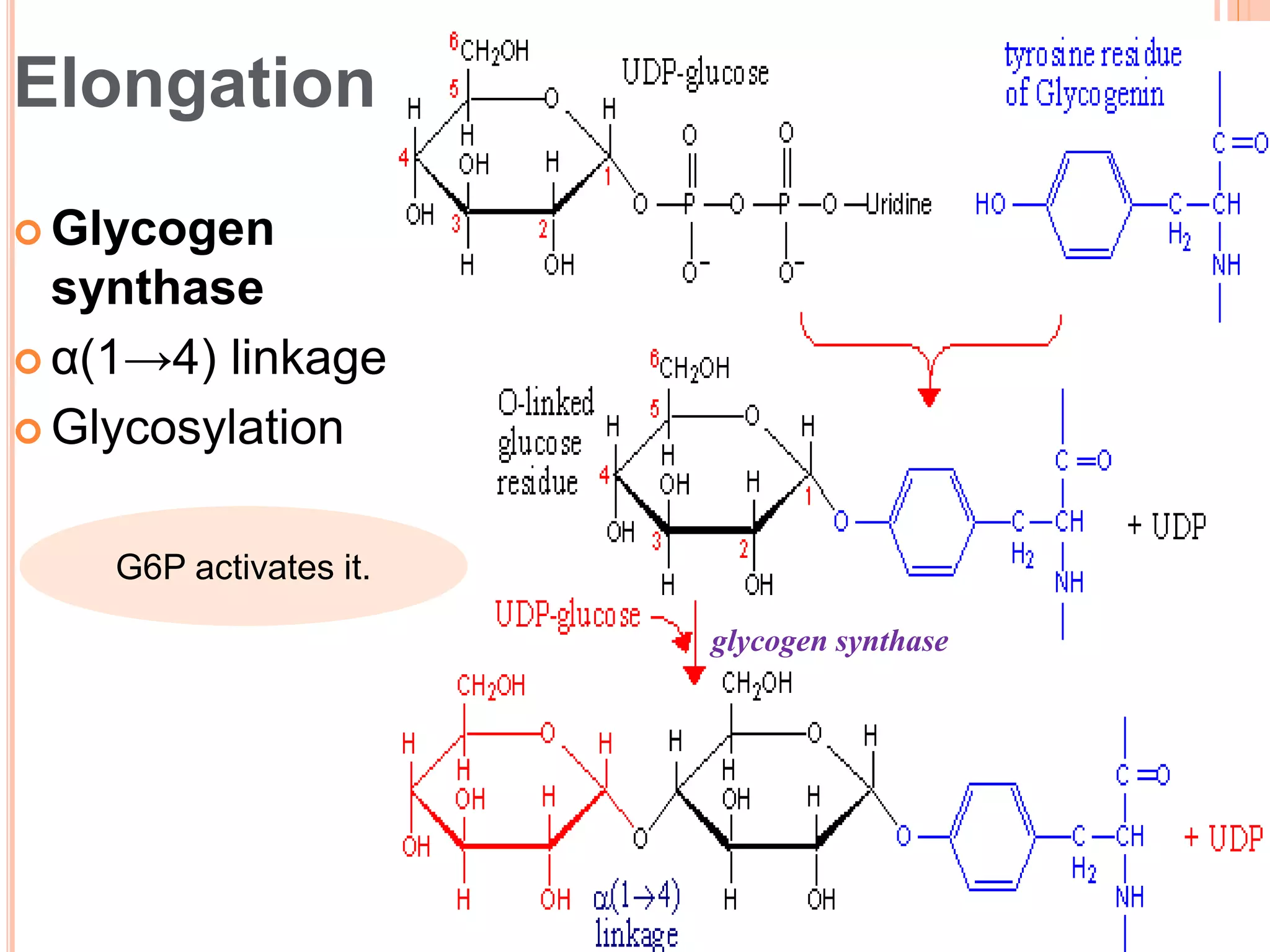 4.3 gluconeogenesis&glycogen&ppp.ppt