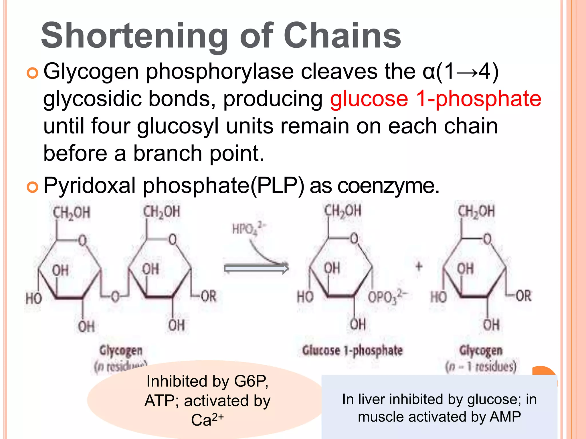 4.3 gluconeogenesis&glycogen&ppp.ppt