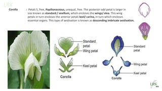 4. Fabaceae.pptx