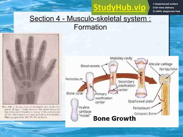 4. Musculo-Skeletal System | PPT