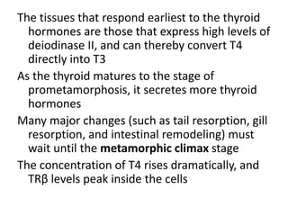 4.10.19_Amphibian_Metamorphosis.pdf | Thyroid Disorders | Endocrine and ...
