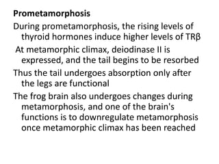 4.10.19_Amphibian_Metamorphosis.pdf | Thyroid Disorders | Endocrine and ...