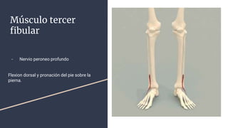 4.3 huesos tibia y peroné. Músculos 4.4 Articulación de la rodilla ...