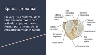 4.3 huesos tibia y peroné. Músculos 4.4 Articulación de la rodilla ...