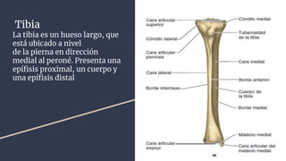 Anatomía De La Tibia Proximal