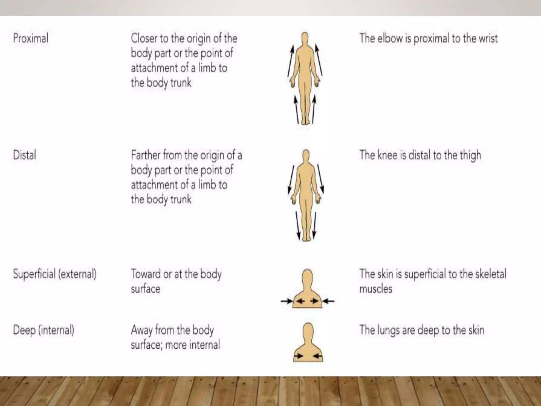 4. Anatomical terms.ppt