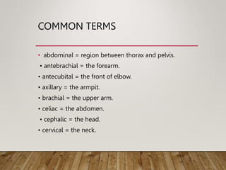 4. Anatomical terms.ppt